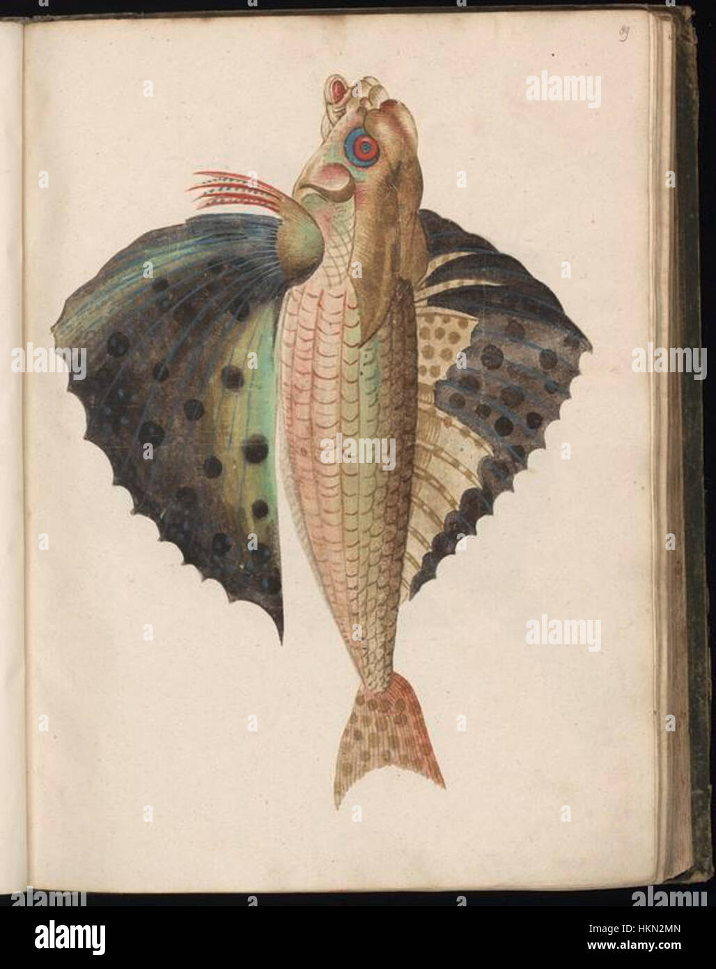 The collection of animal drawings by Felix Platter offers a detailed ...