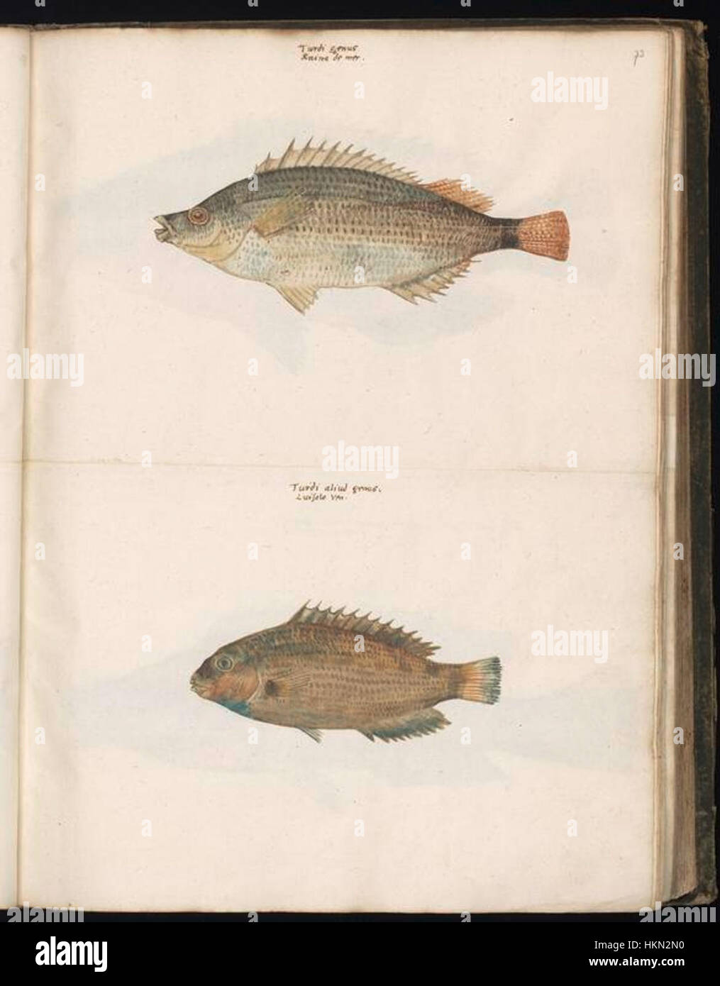 This collection of animal drawings by Felix Platter includes a variety ...