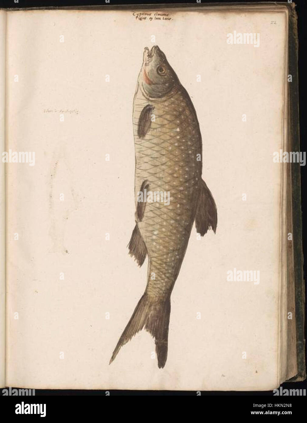 Felix Platter's collection of animal drawings from 1660s offers a ...