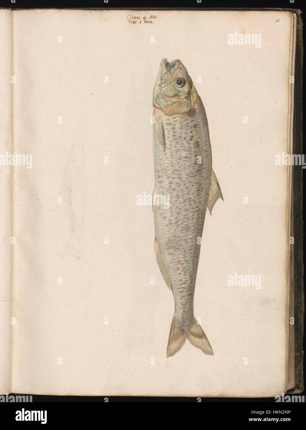 Felix Platter's animal drawings, featured in a 177-page collection ...