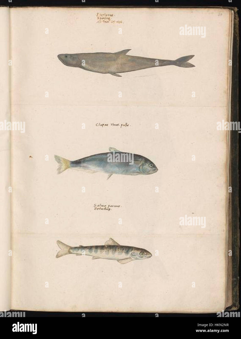 This collection of animal drawings by Felix Platter, dating back to the ...