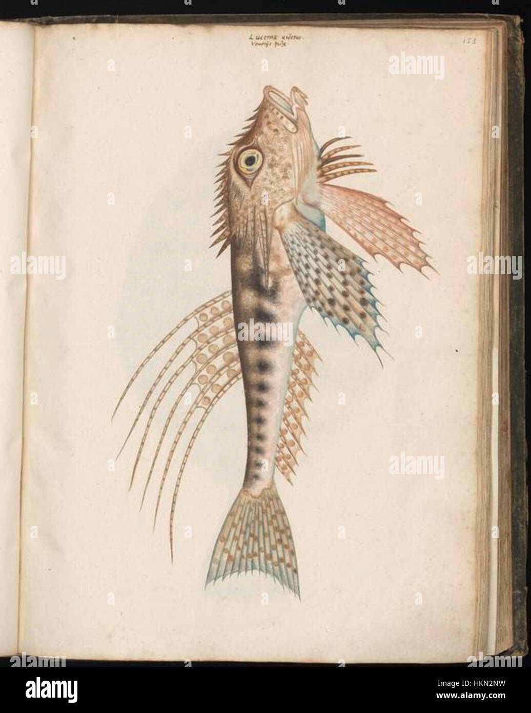 Felix Platter, a renowned Swiss physician and naturalist, collected a ...