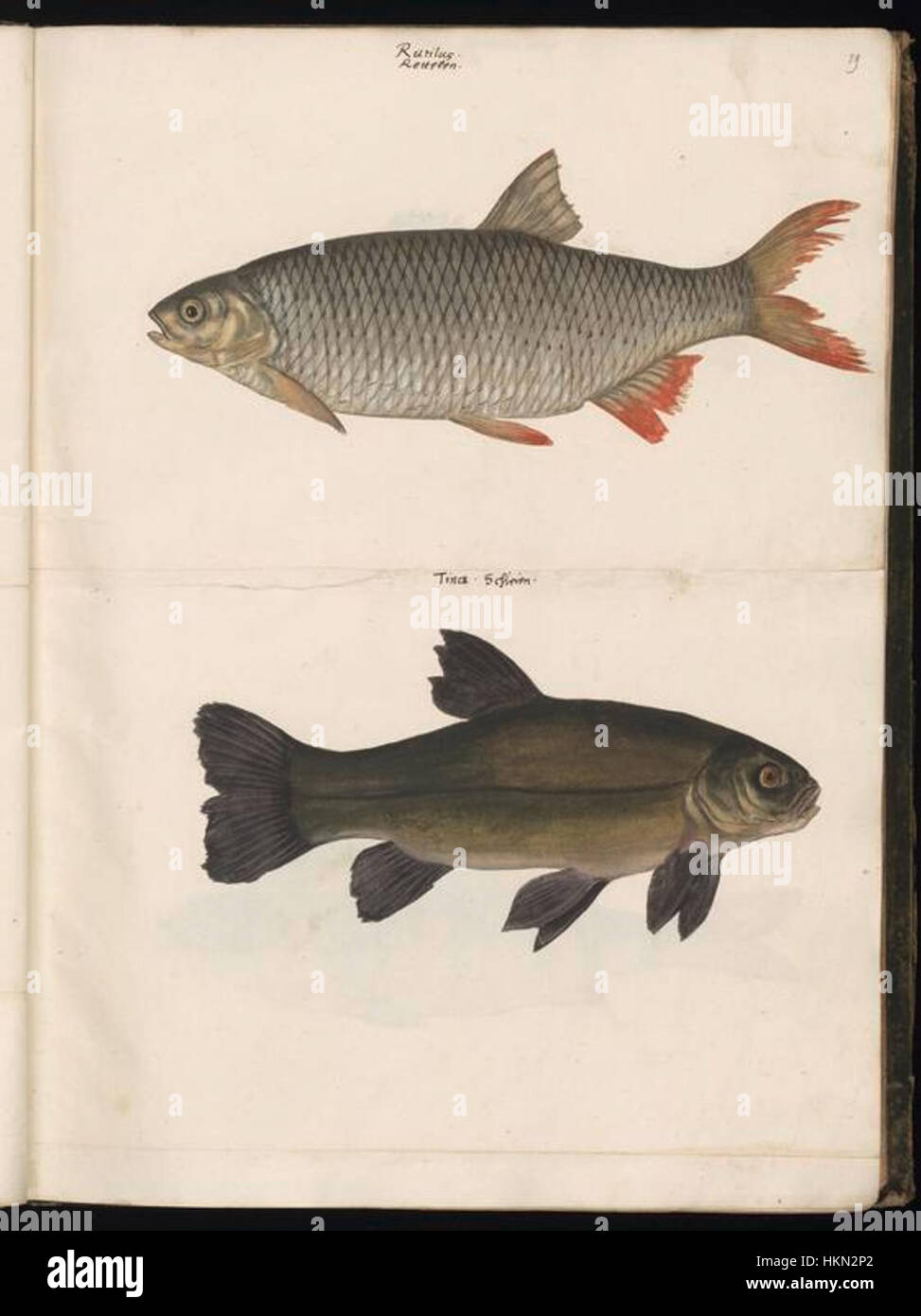 This collection of animal drawings by Felix Platter, a Swiss physician ...