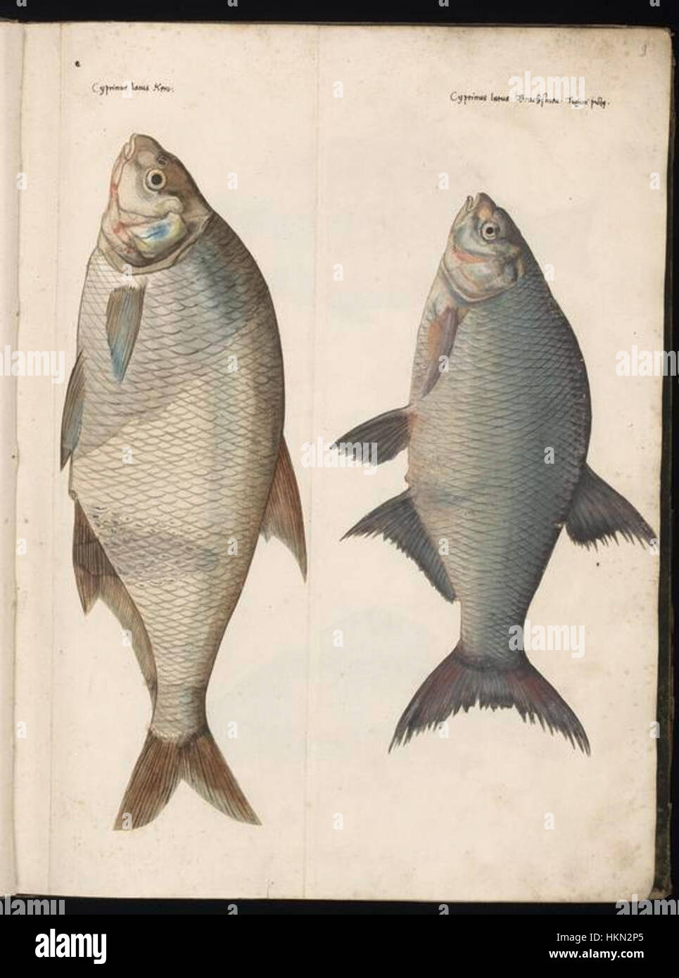 This collection of animal drawings by Felix Platter includes sketches ...