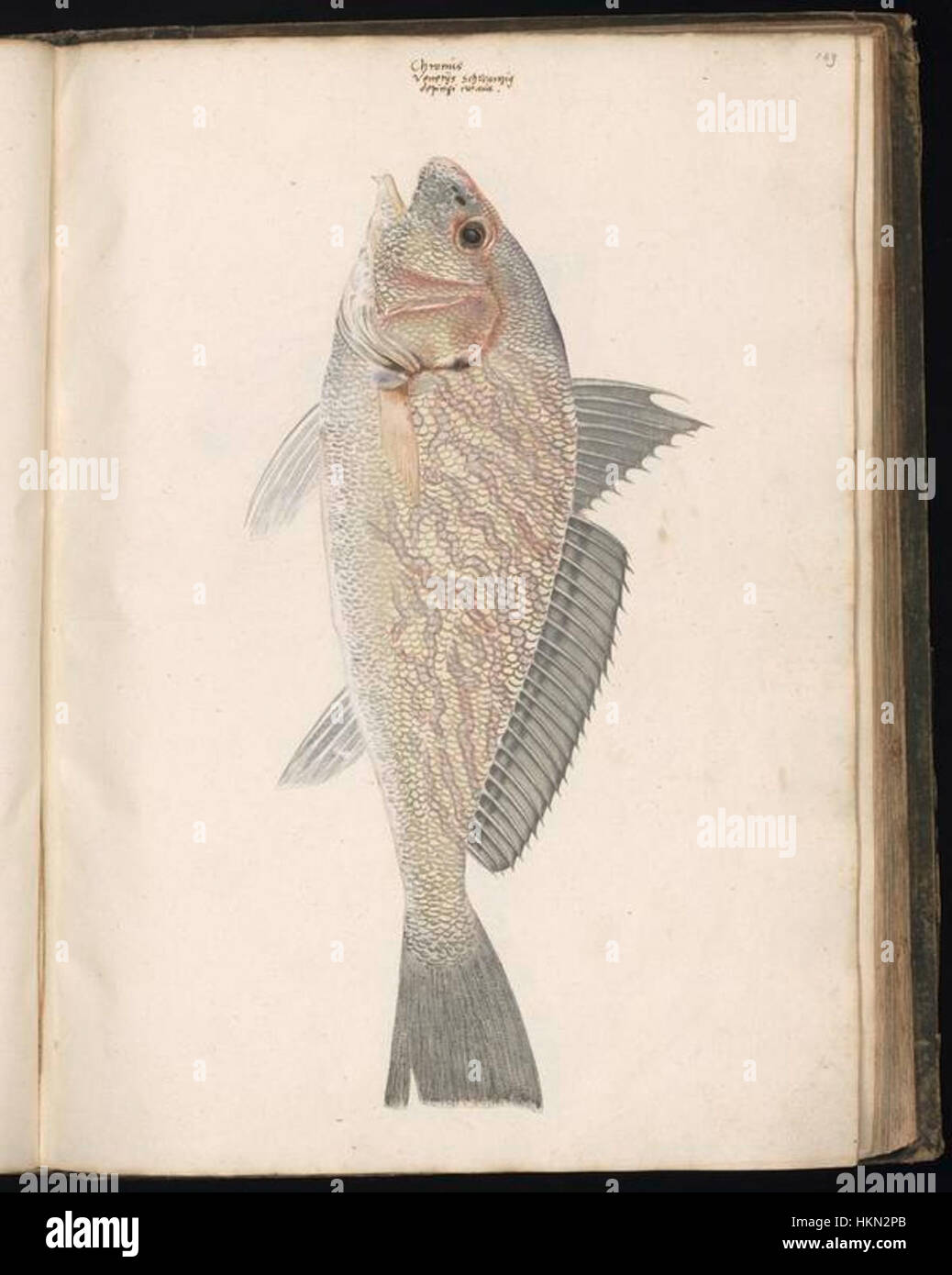 This collection of animal drawings by Felix Platter showcases his skill ...