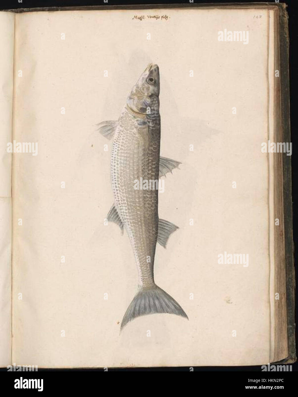 This collection includes animal drawings gathered by Felix Platter ...