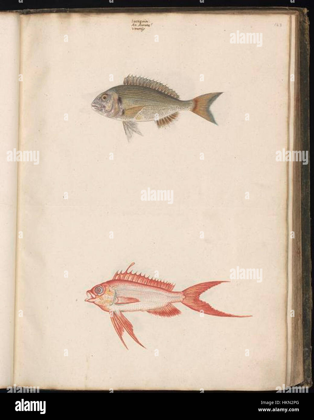 This collection of animal drawings, curated by Felix Platter, showcases ...