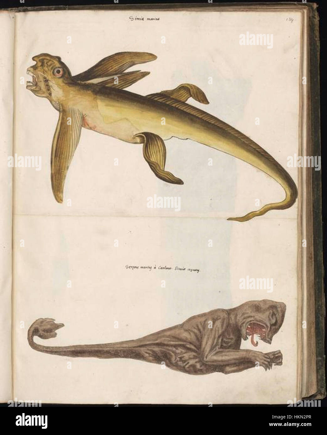 This collection of animal drawings by Felix Platter from the 16th ...