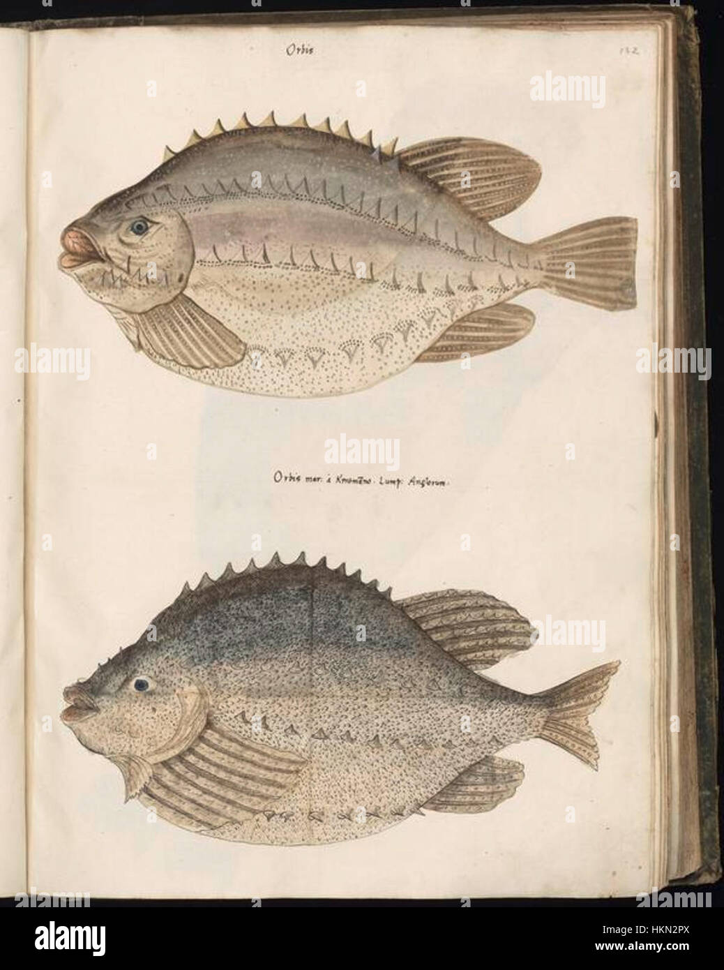 This collection of animal drawings gathered by Felix Platter features ...