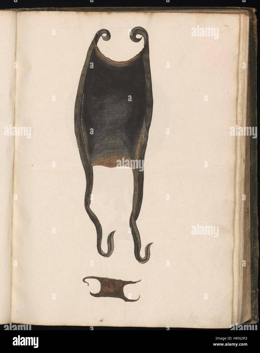 This collection of animal drawings by Felix Platter features a variety ...