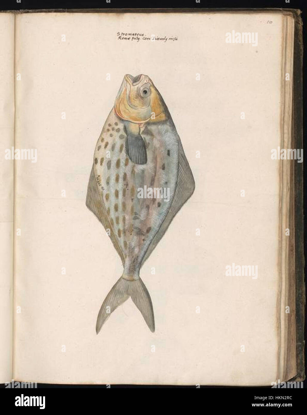 This page from the collection of Felix Platter features animal drawings ...