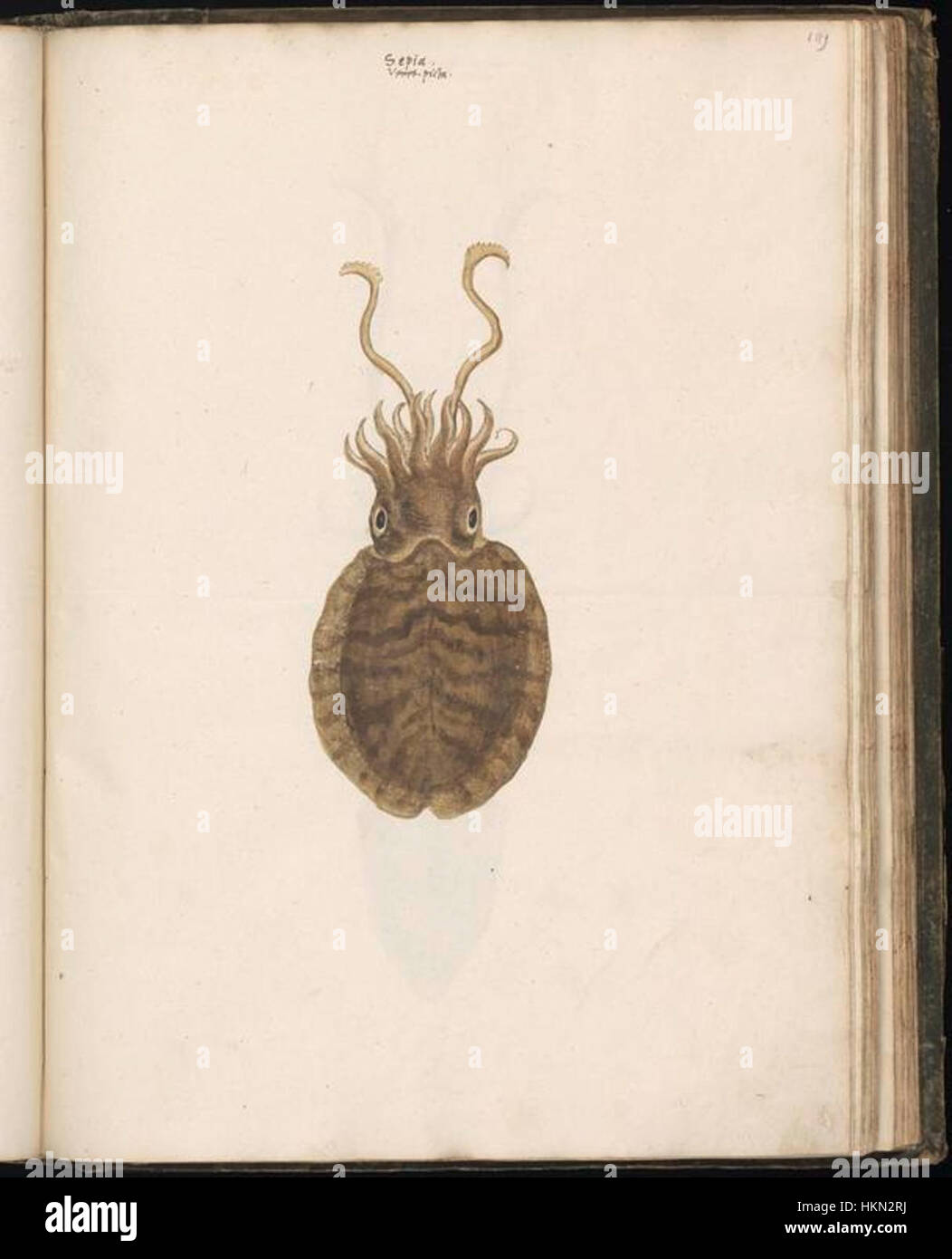 Felix Platter's collection includes a series of intricate animal ...