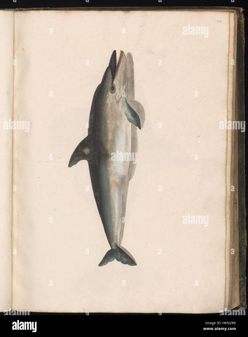 This collection of animal drawings, compiled by Felix Platter, offers a ...