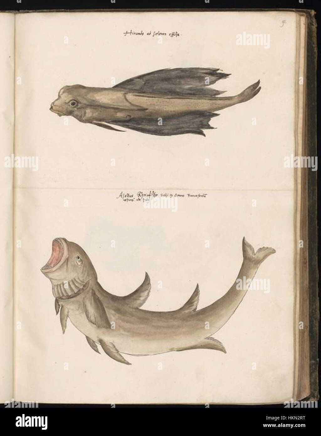 Historical naturalist drawings hi-res stock photography and images - Alamy