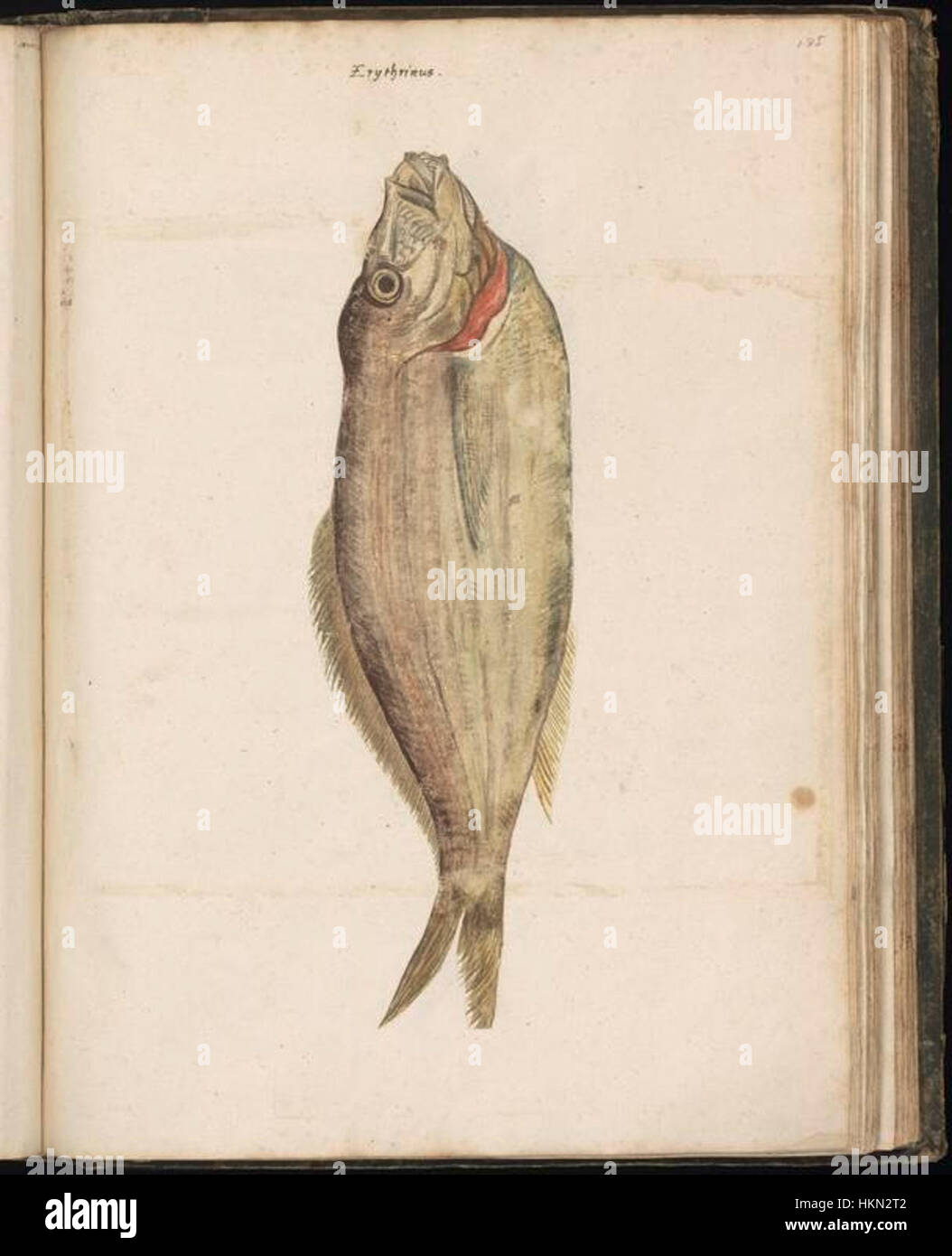 This image features animal drawings collected by Felix Platter, a ...