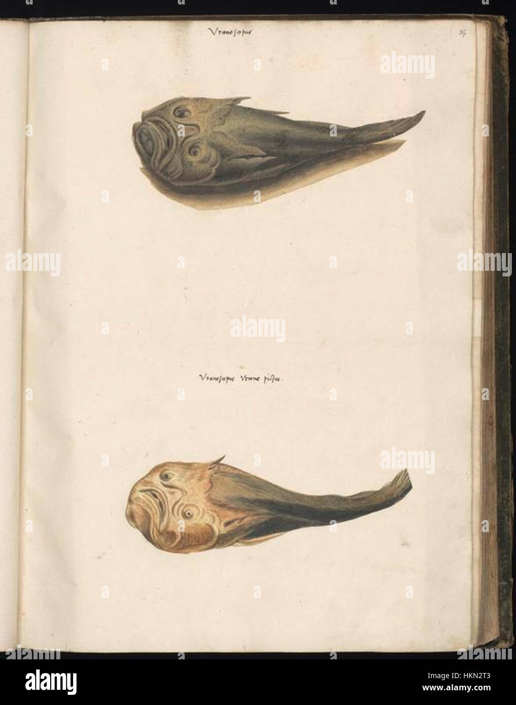 This collection features animal drawings by Felix Platter, a notable ...