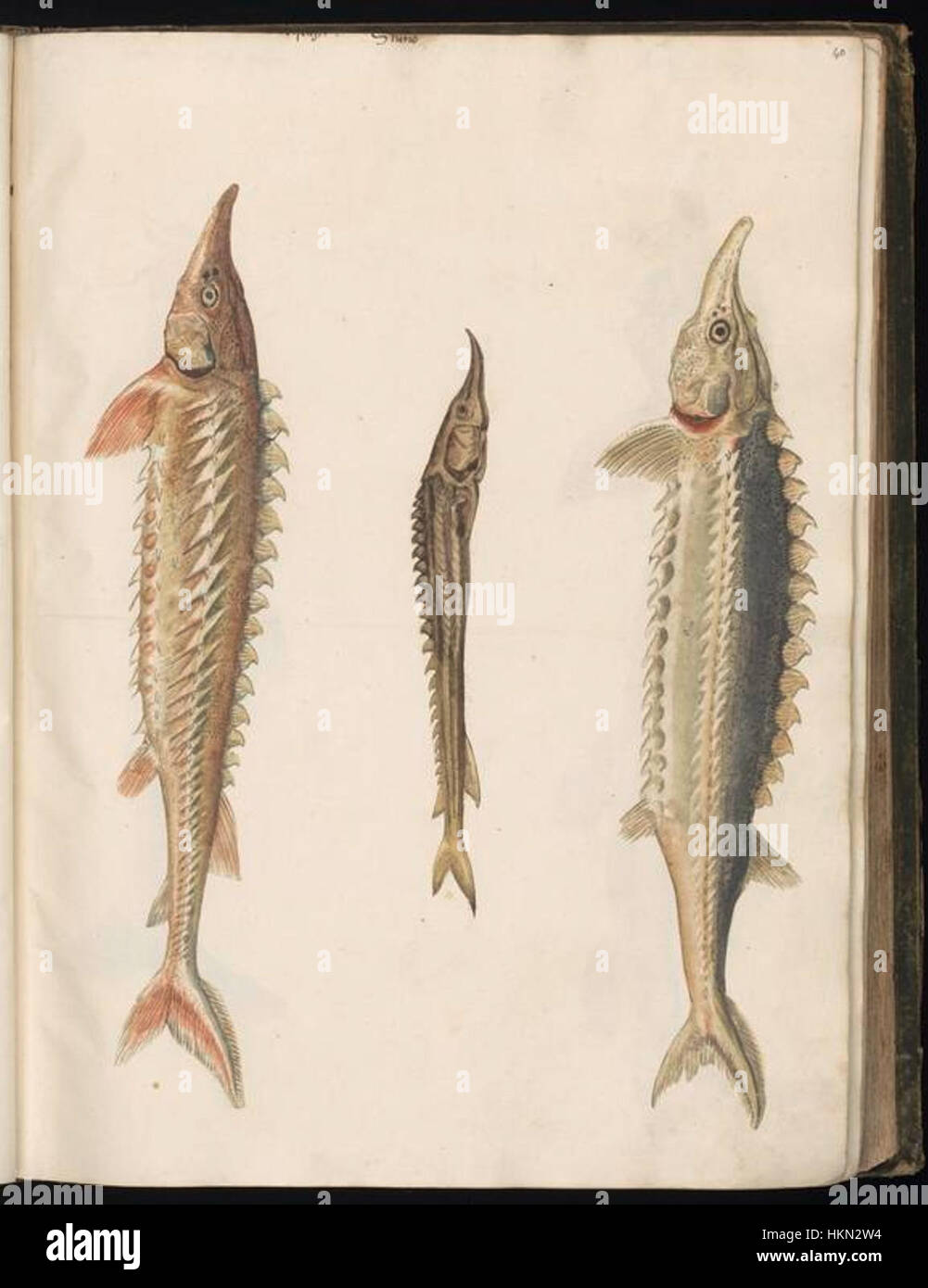 This collection of animal drawings by Felix Platter, a Swiss physician ...