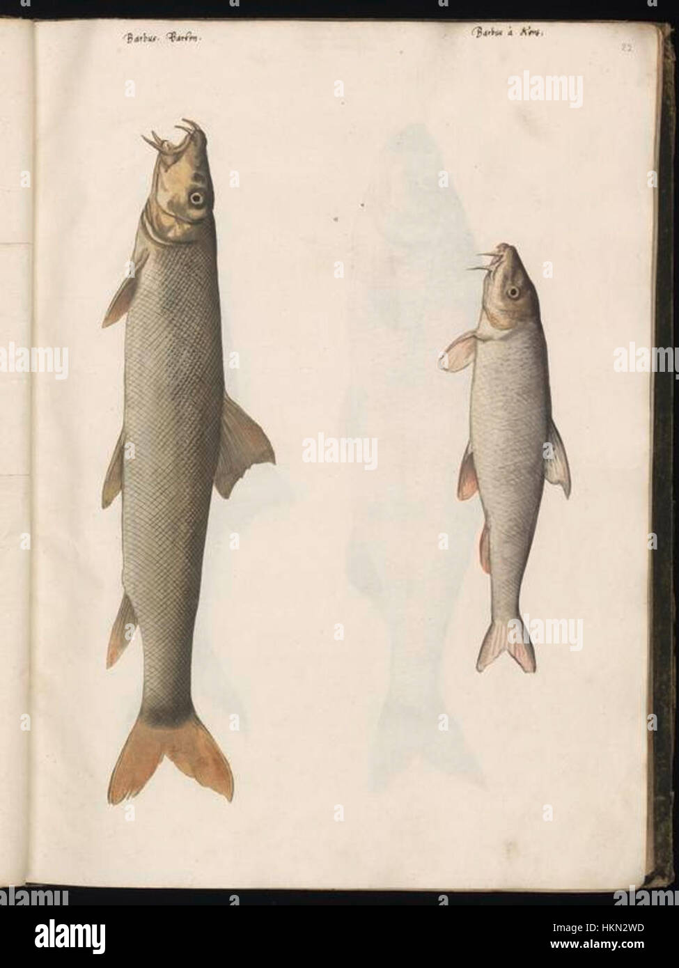 Felix Platter, a renowned Swiss physician and naturalist, collected a ...