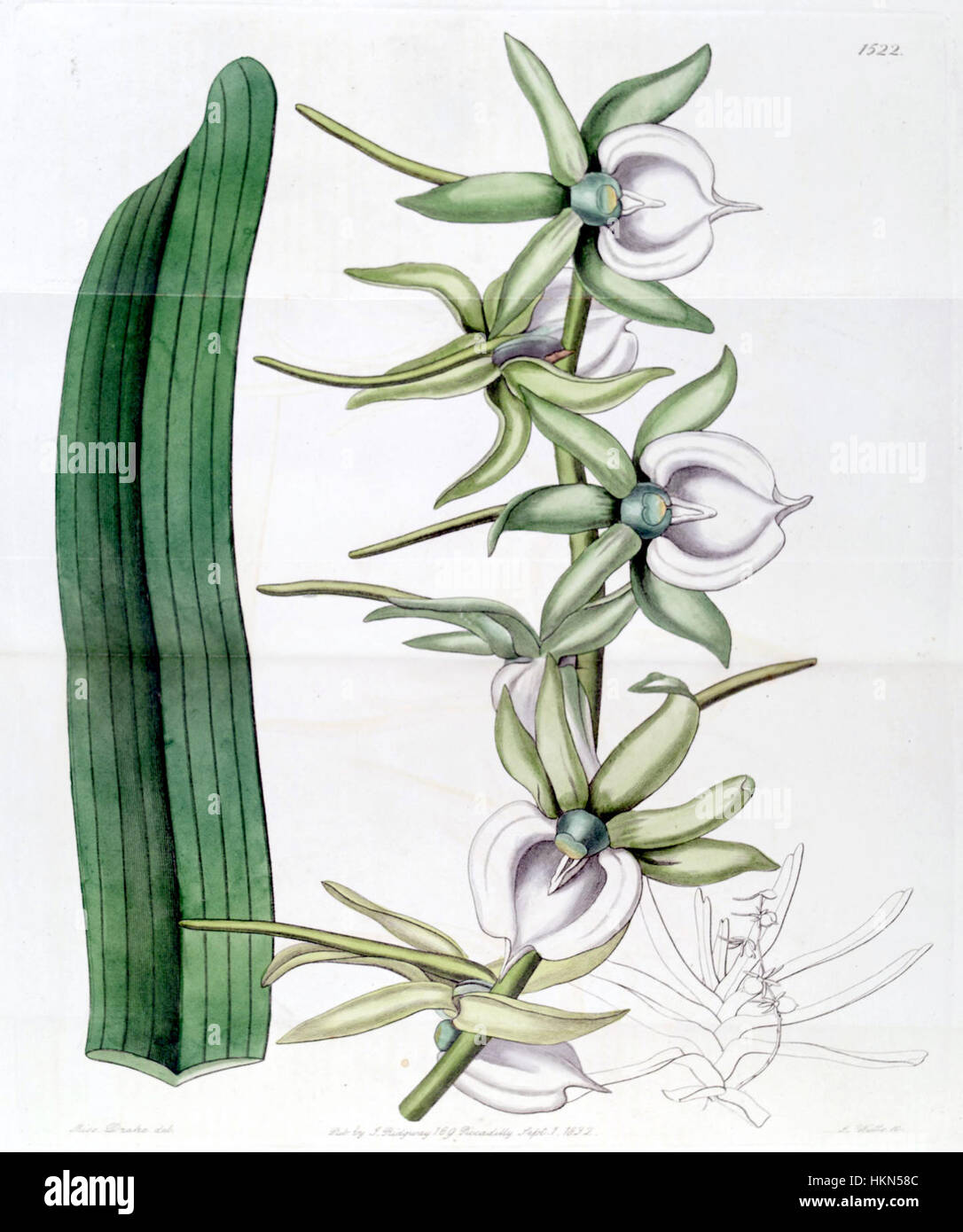 Angraecum eburneum hi-res stock photography and images - Alamy