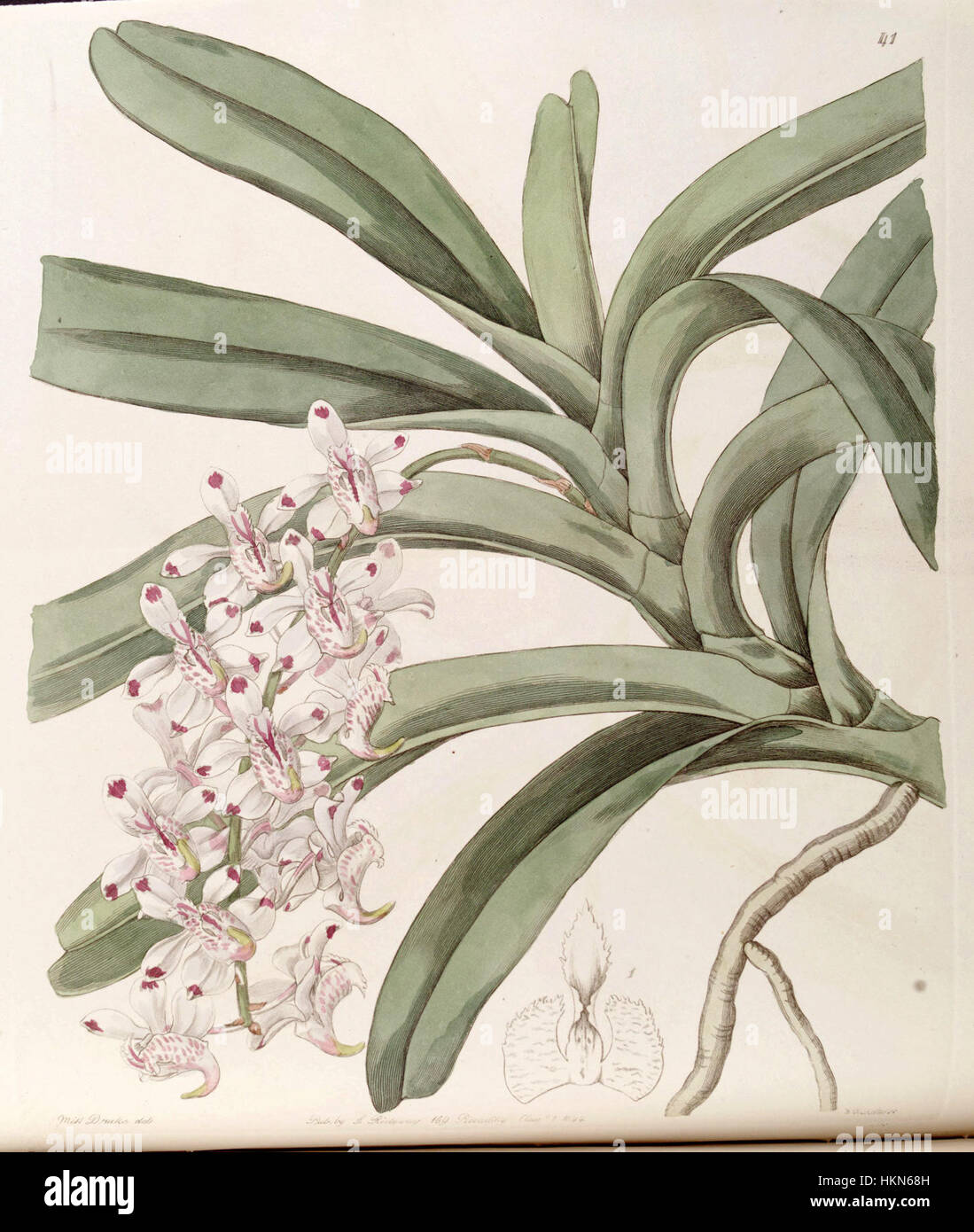 Aerides odoratum, also known as the fragrant orchid, is featured in ...