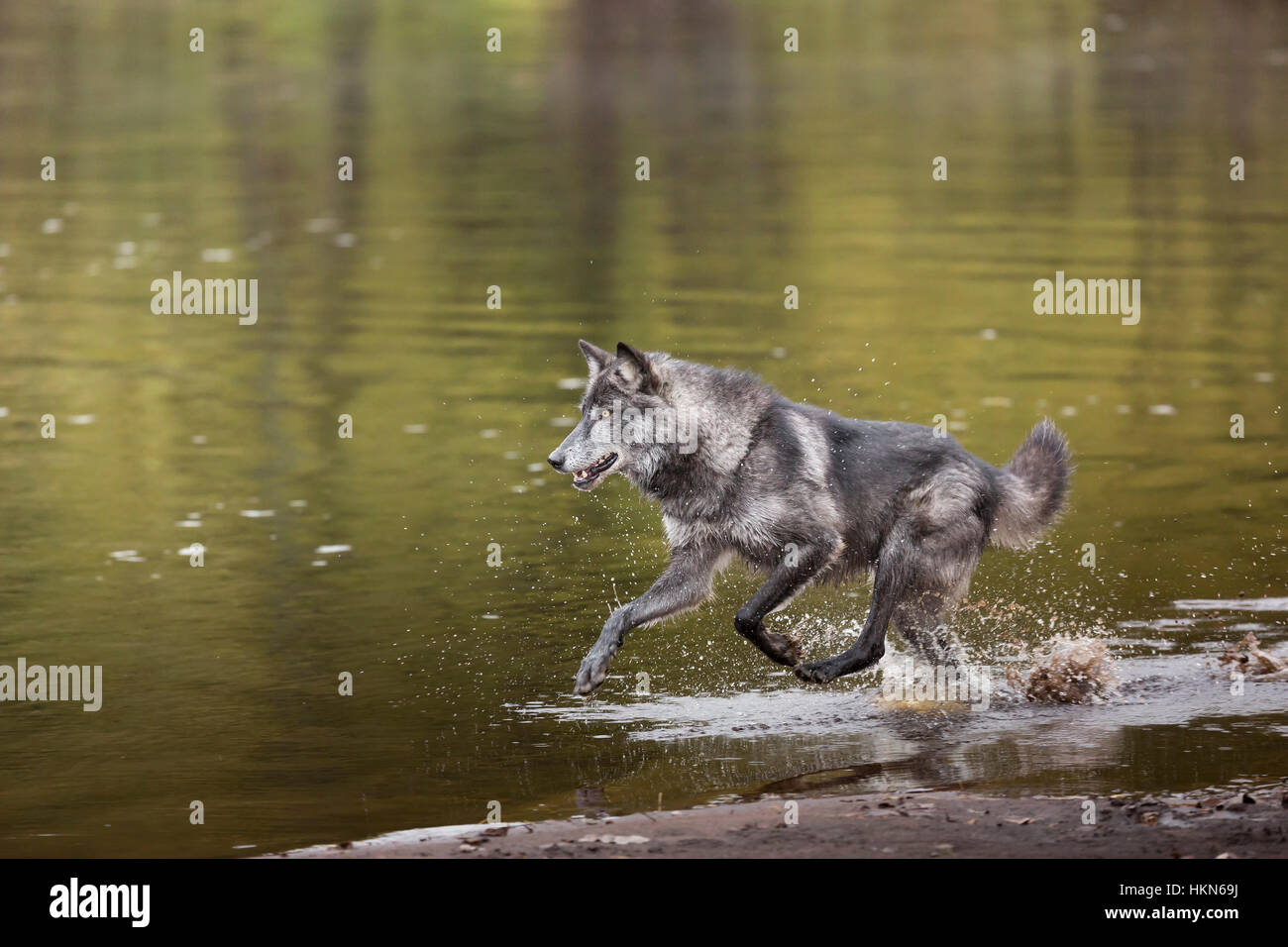 Gray wolf running water hi-res stock photography and images - Alamy