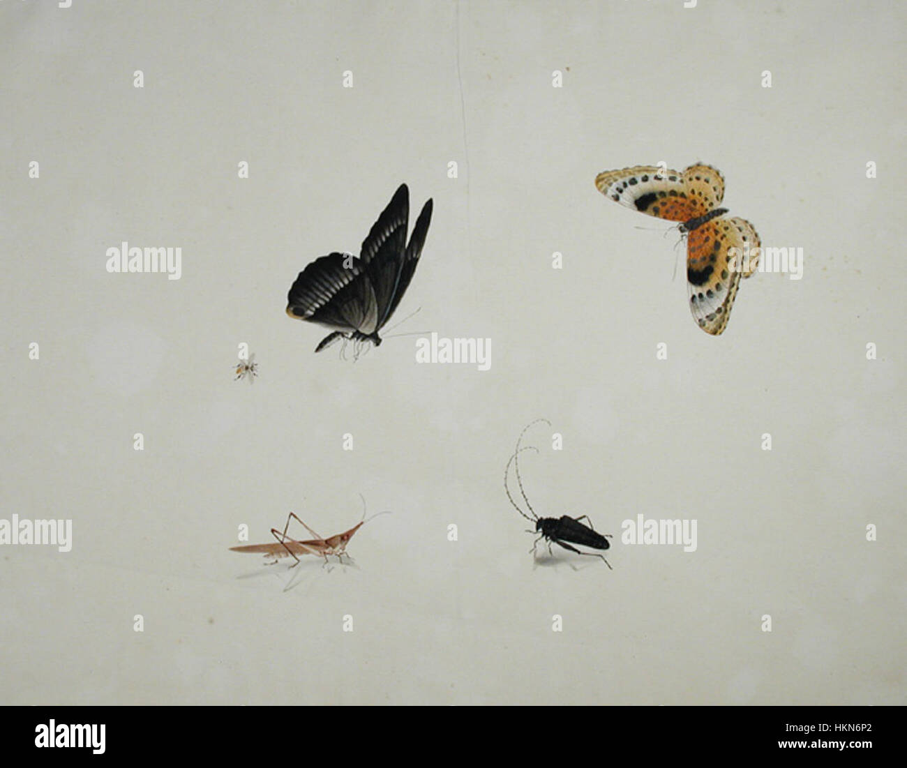 Grasshopper classification hi-res stock photography and images - Alamy