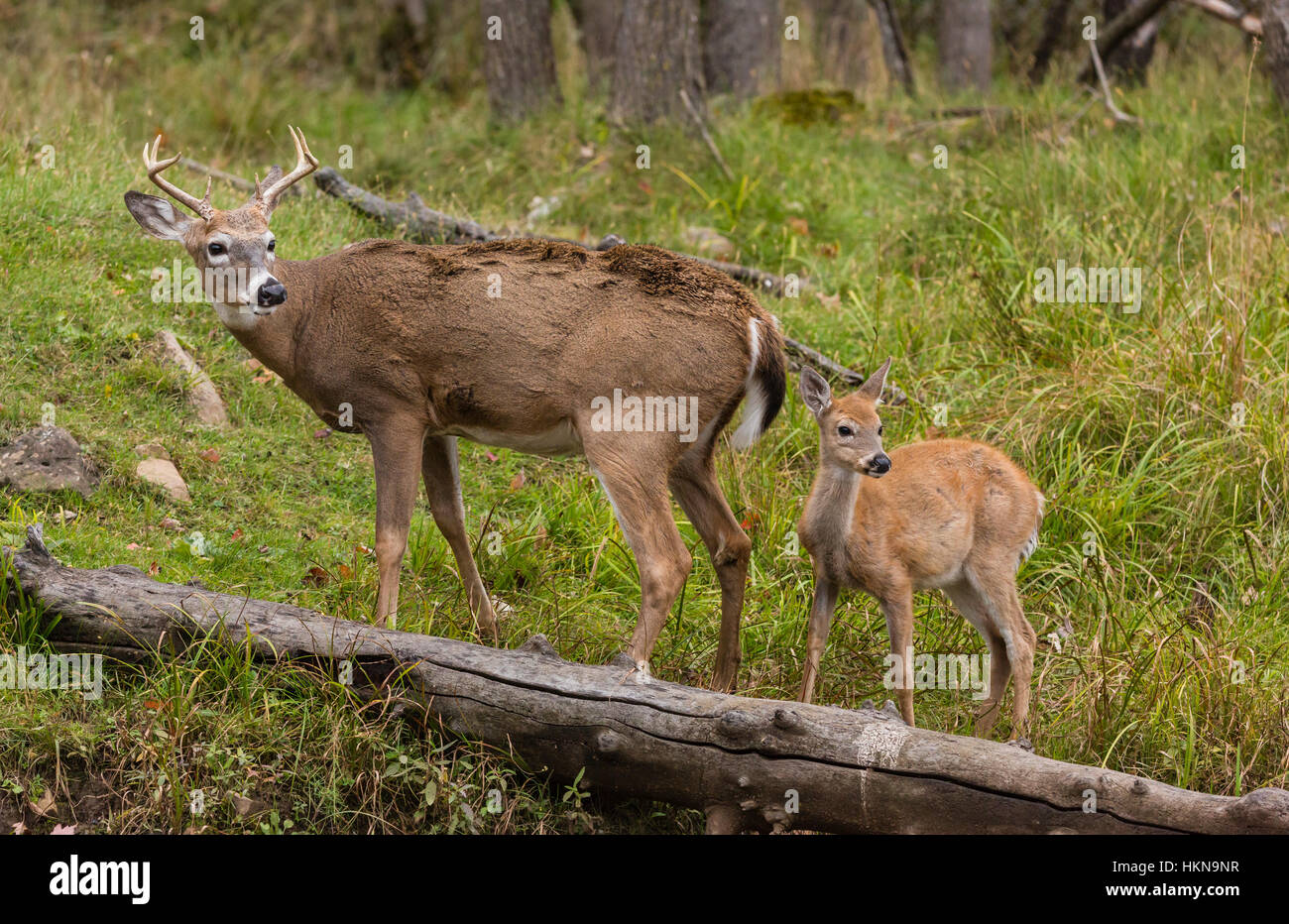 White-tailed buck and fawn Stock Photo - Alamy