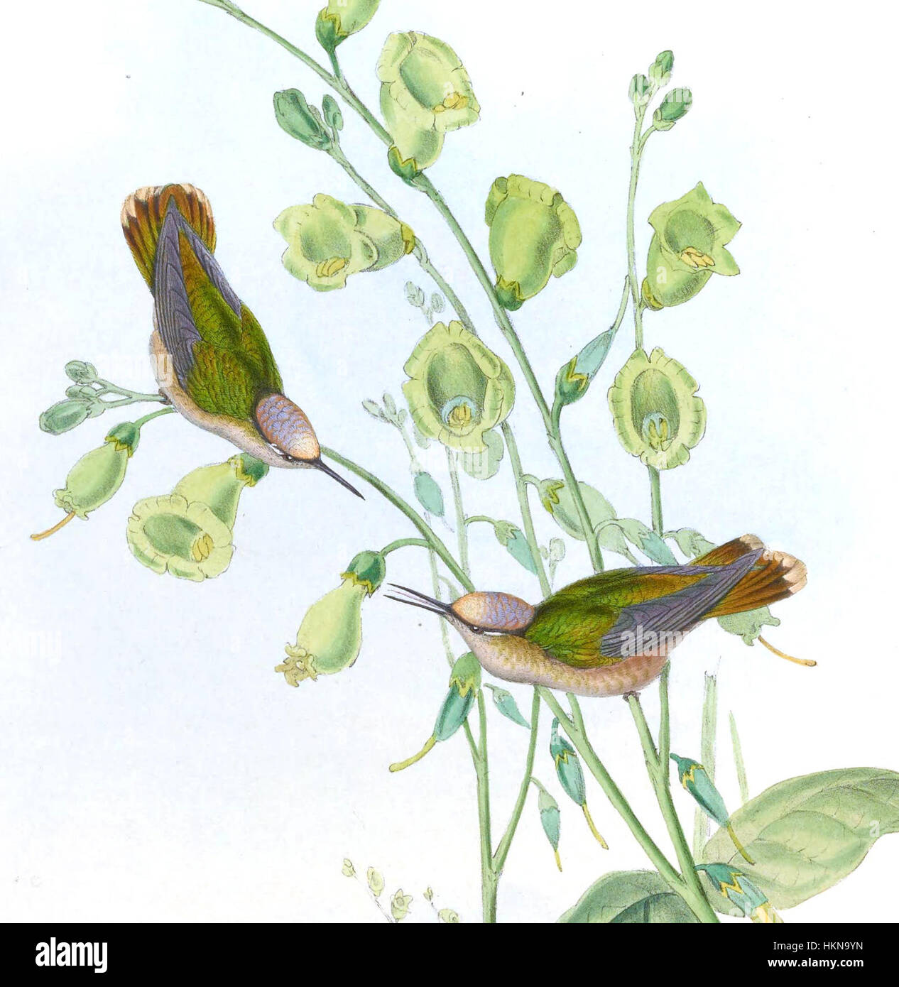 Weevil body shape hi-res stock photography and images - Alamy