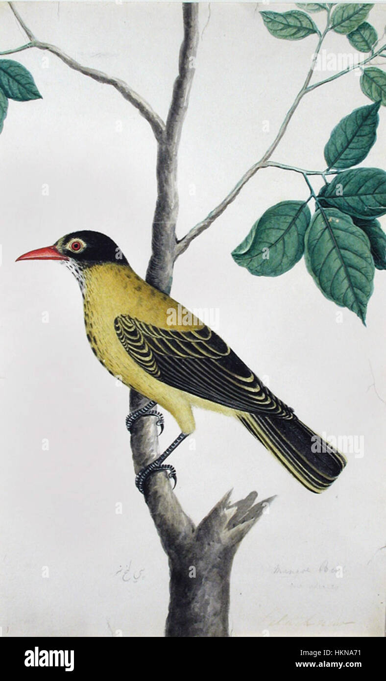 The Mango Bird (Oriolus kundoo) is shown perched on a tree branch in ...