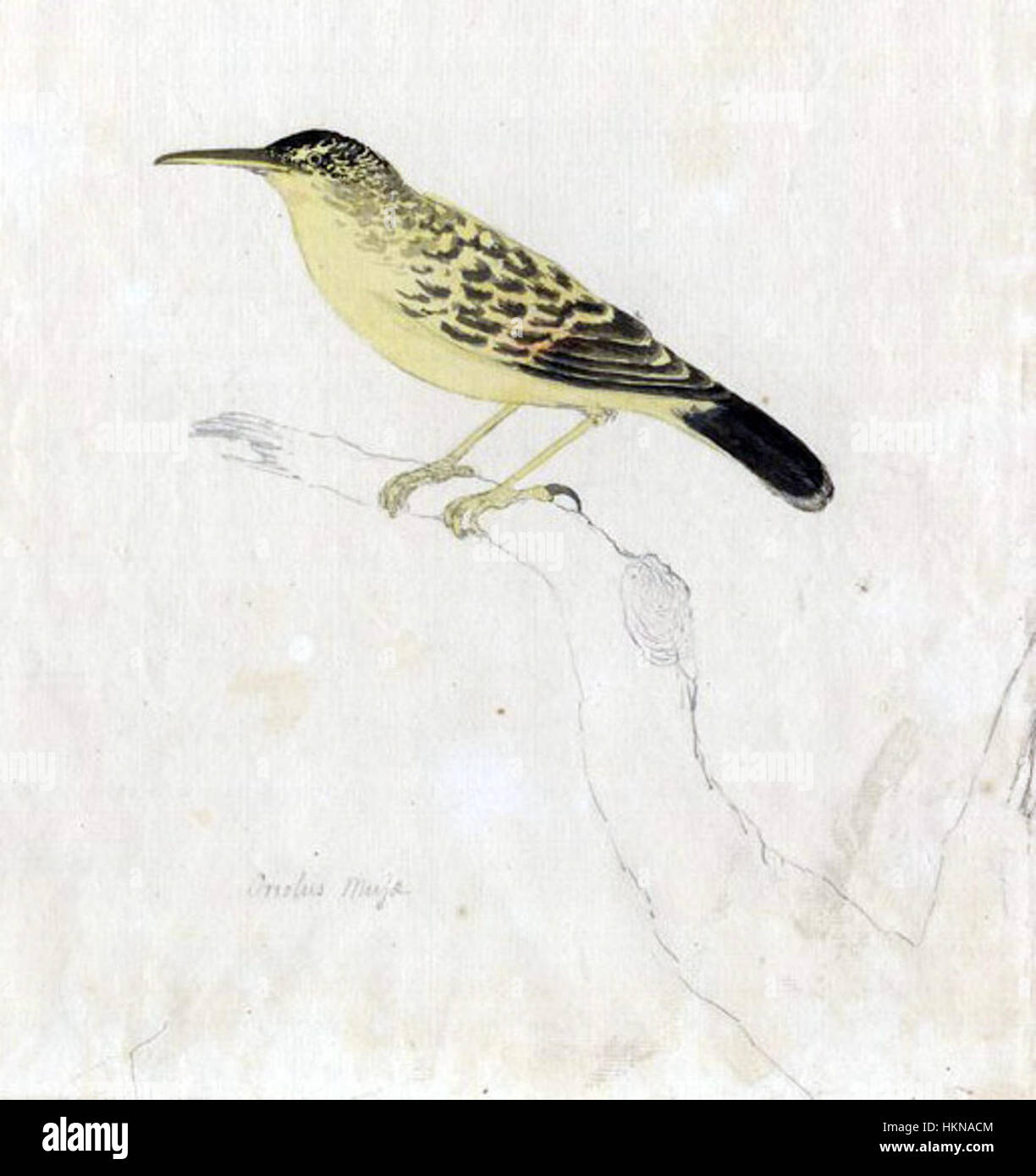 Musae hi-res stock photography and images - Alamy