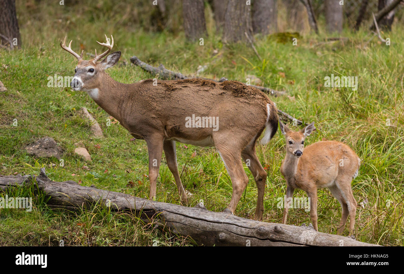 Buck With Fawn High Resolution Stock Photography and Images - Alamy