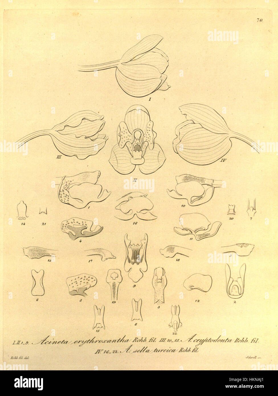 This 1858 illustration features the Acineta species, including Acineta ...