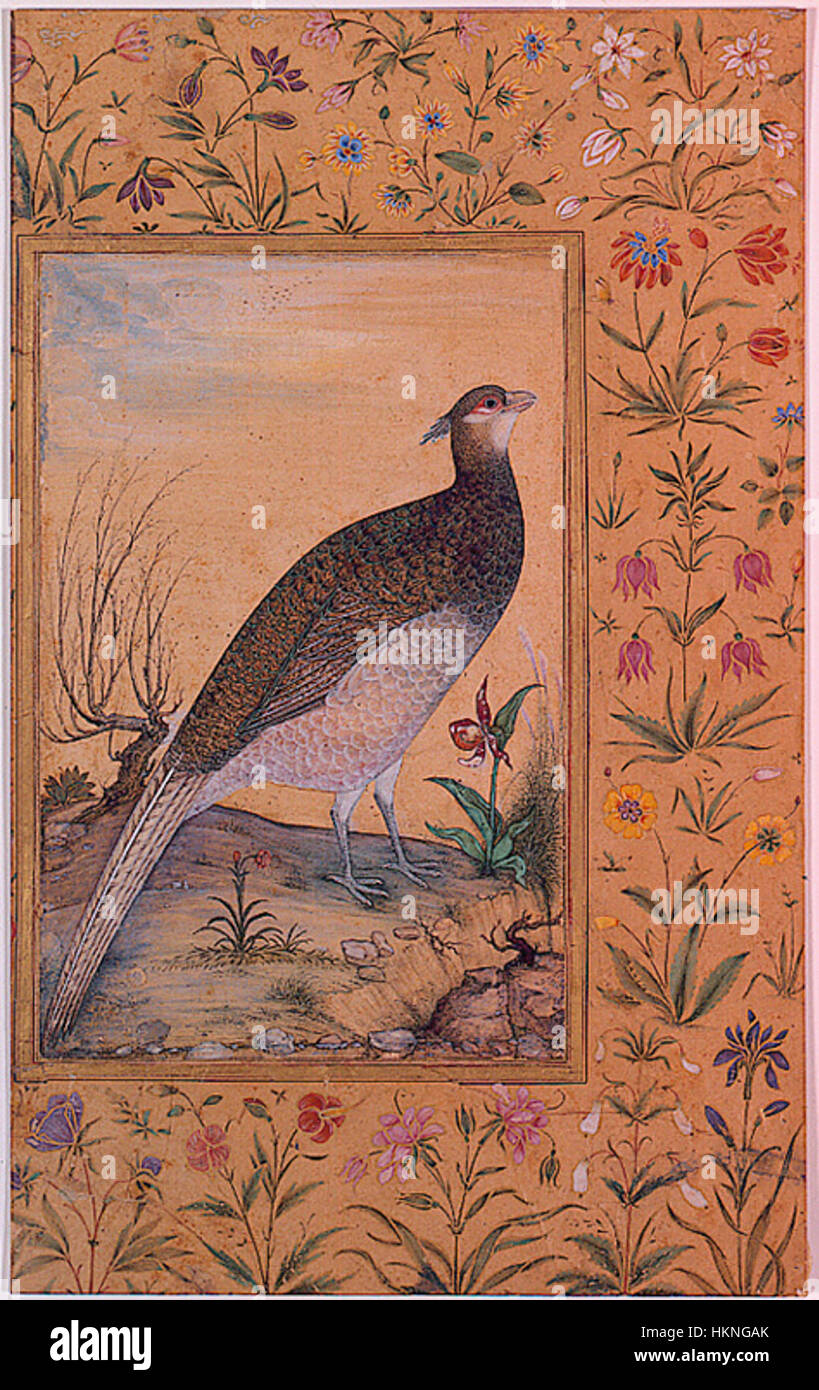 A Himalayan Cheer Pheasant (6124502761 Stock Photo - Alamy