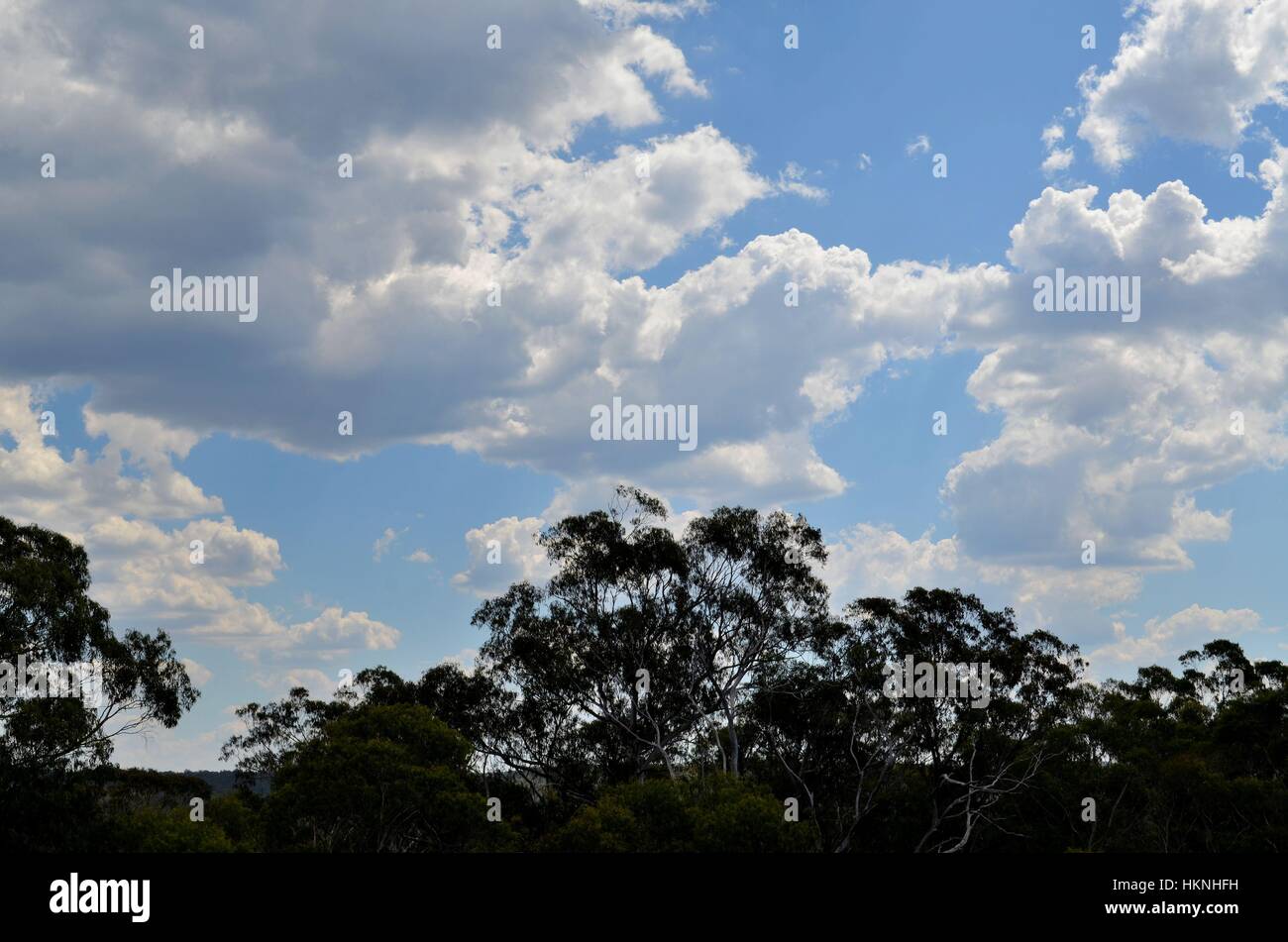 Australian native trees hi-res stock photography and images - Alamy