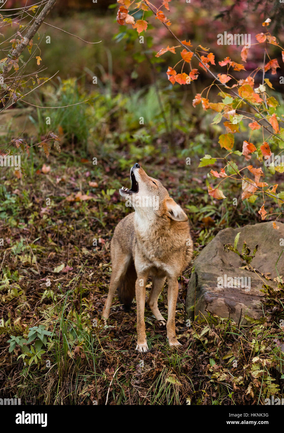 Coyote howling hi-res stock photography and images - Alamy