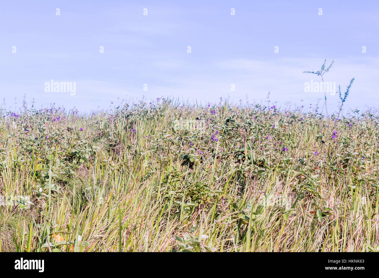 Ilhabela, Brazil, Grass field with purple flowers against blue sky ...