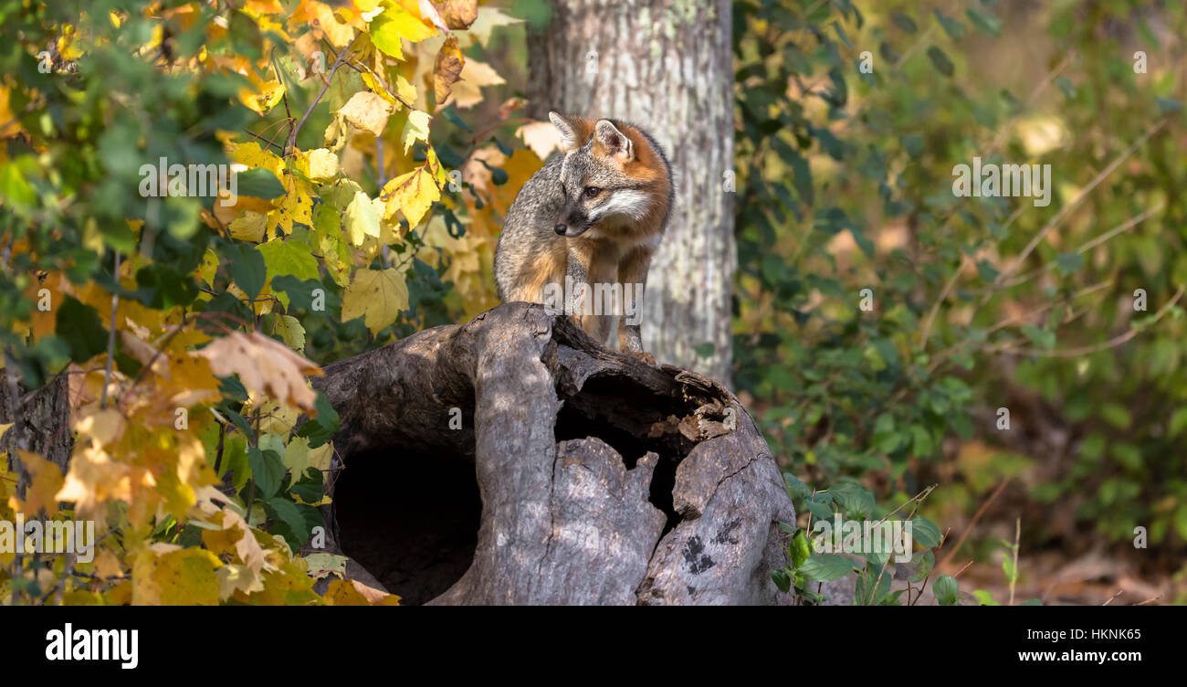 North american gray fox hi-res stock photography and images - Alamy