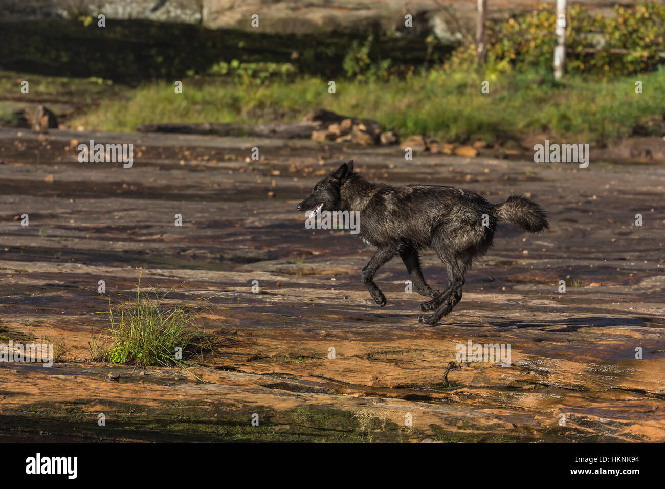 North american black wolf hi-res stock photography and images - Alamy