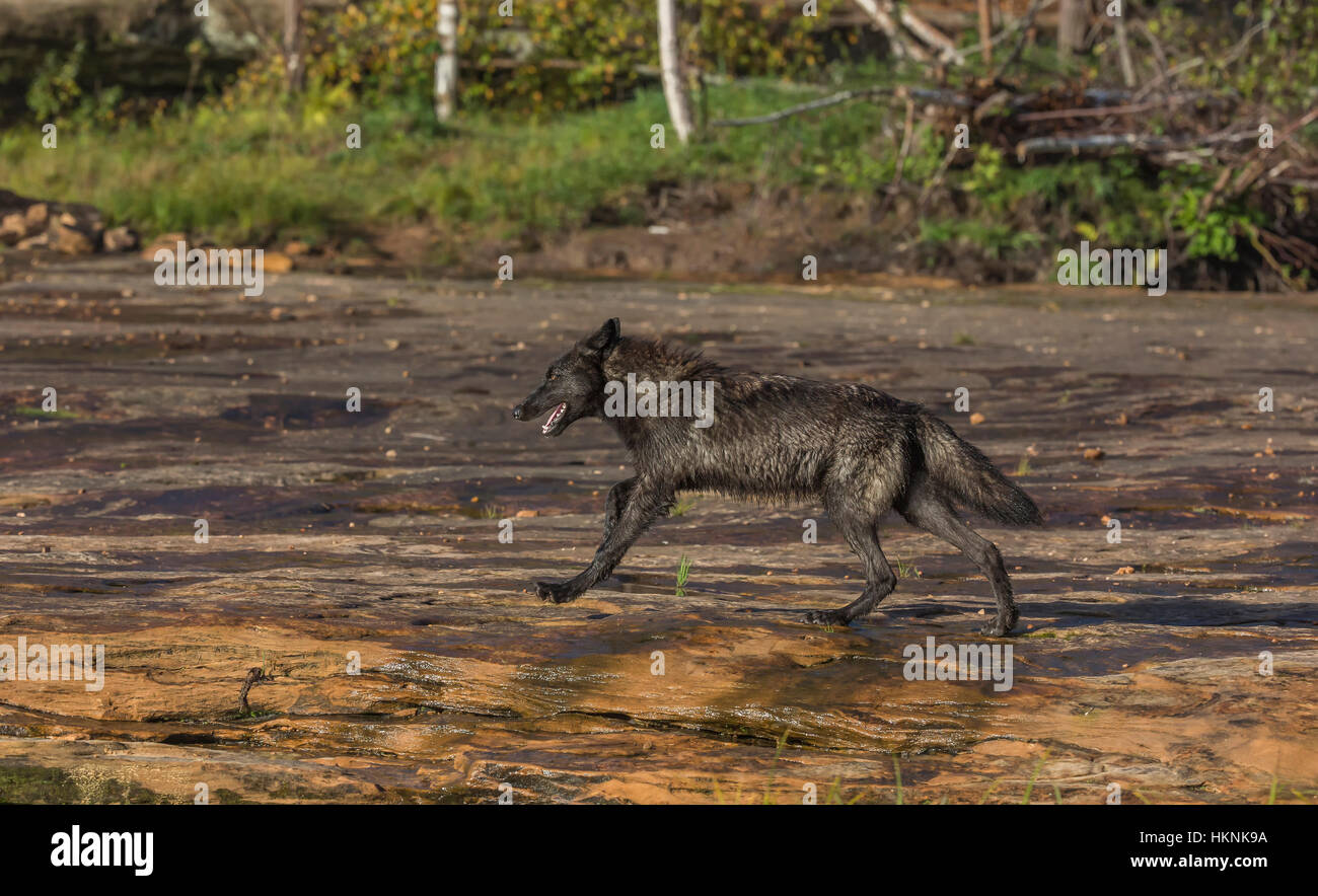 Timber Wolf Running Stock Photos & Timber Wolf Running Stock Images - Alamy