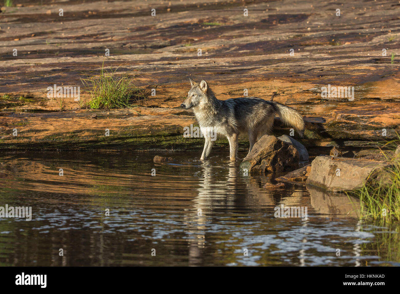 North american water fall hi-res stock photography and images - Alamy