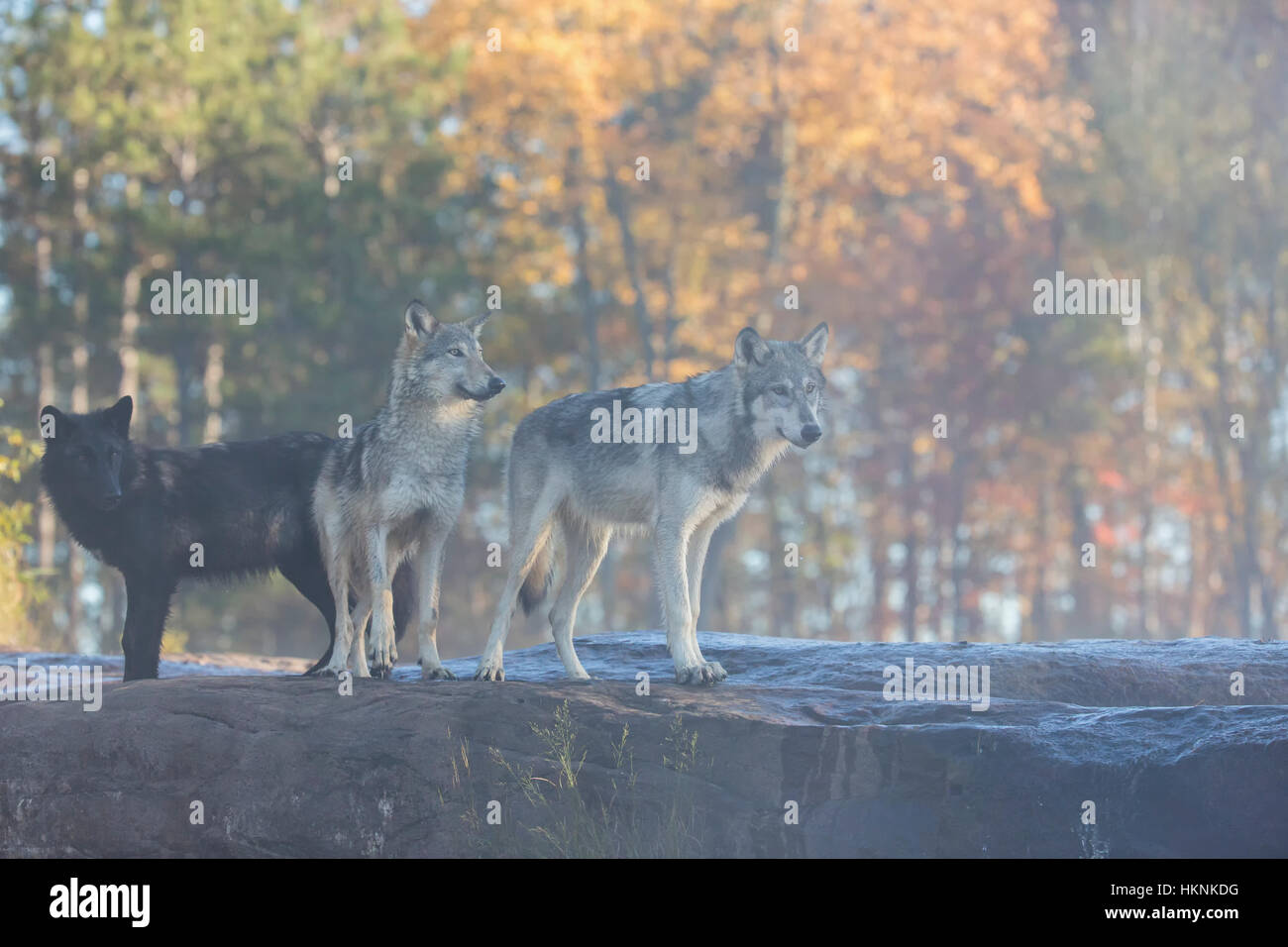 Black timber wolf hi-res stock photography and images - Alamy