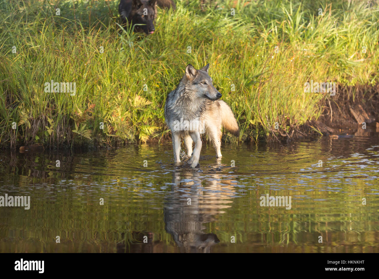 North american timber wolf hi-res stock photography and images - Alamy