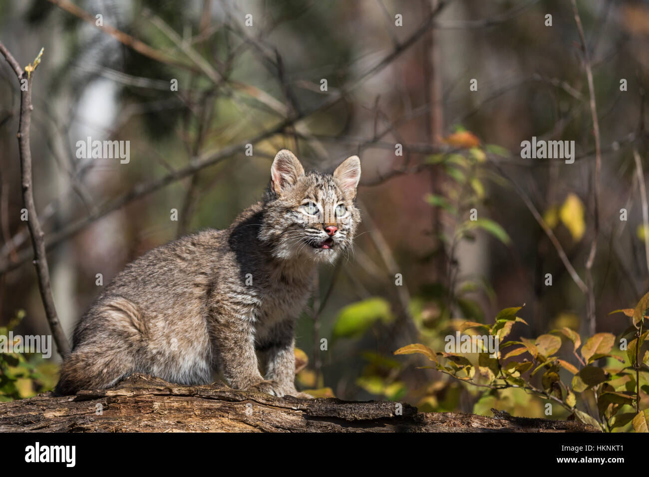Baby bobcat hi-res stock photography and images - Alamy