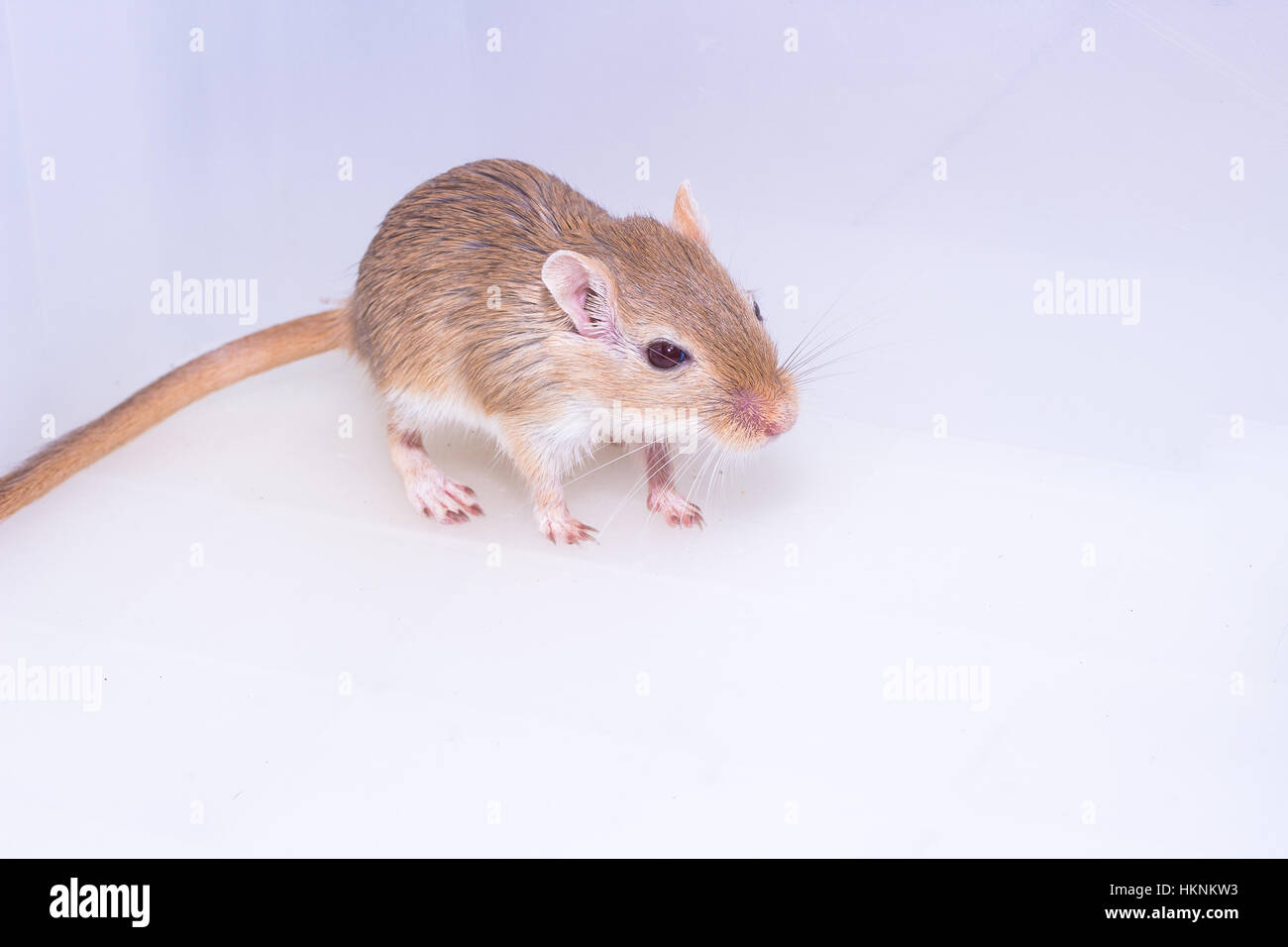 Mongolian gerbil, Desert Rat on white background Stock Photo - Alamy