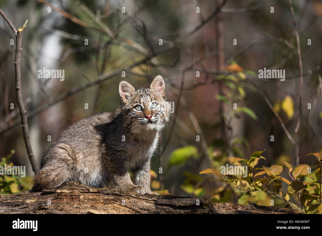 Baby bobcat hi-res stock photography and images - Alamy
