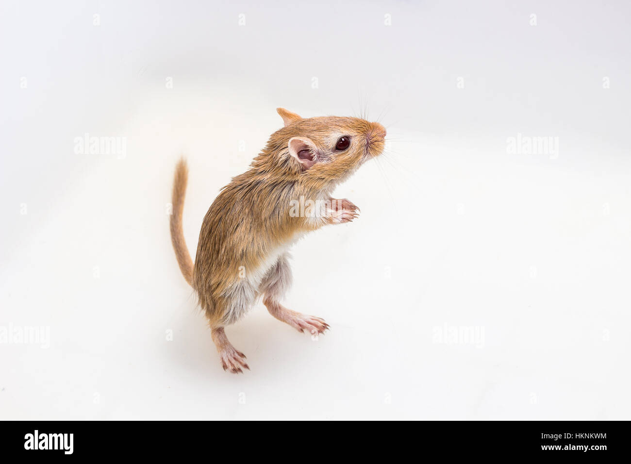 Mongolian gerbil, Desert Rat on white background Stock Photo - Alamy