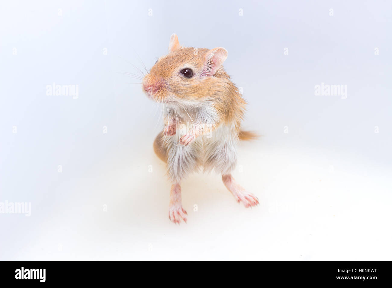 Mongolian gerbil, Desert Rat on white background Stock Photo - Alamy