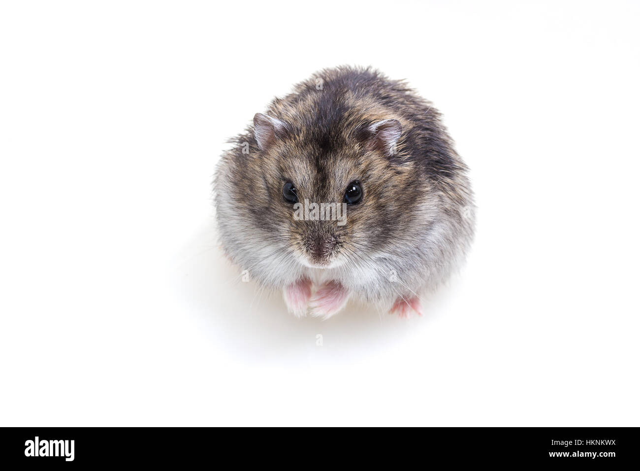 Normal Color of Winter White Hamster on white background Stock Photo ...
