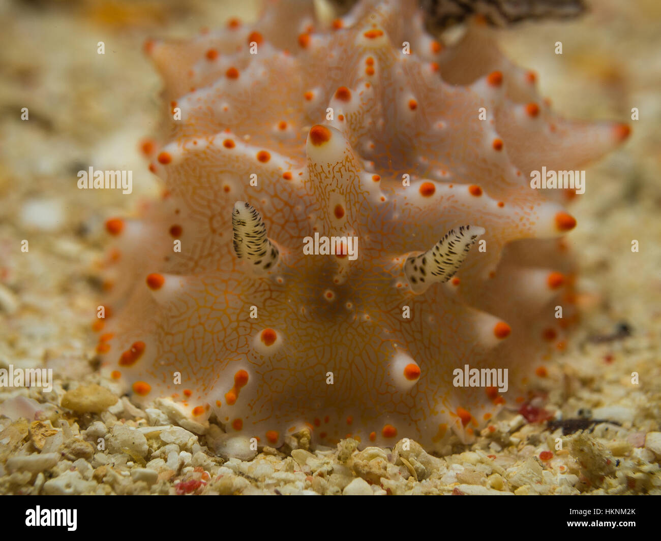 Underwater picture of Halgerda batangas Nudibranch, Sea Slug Stock ...