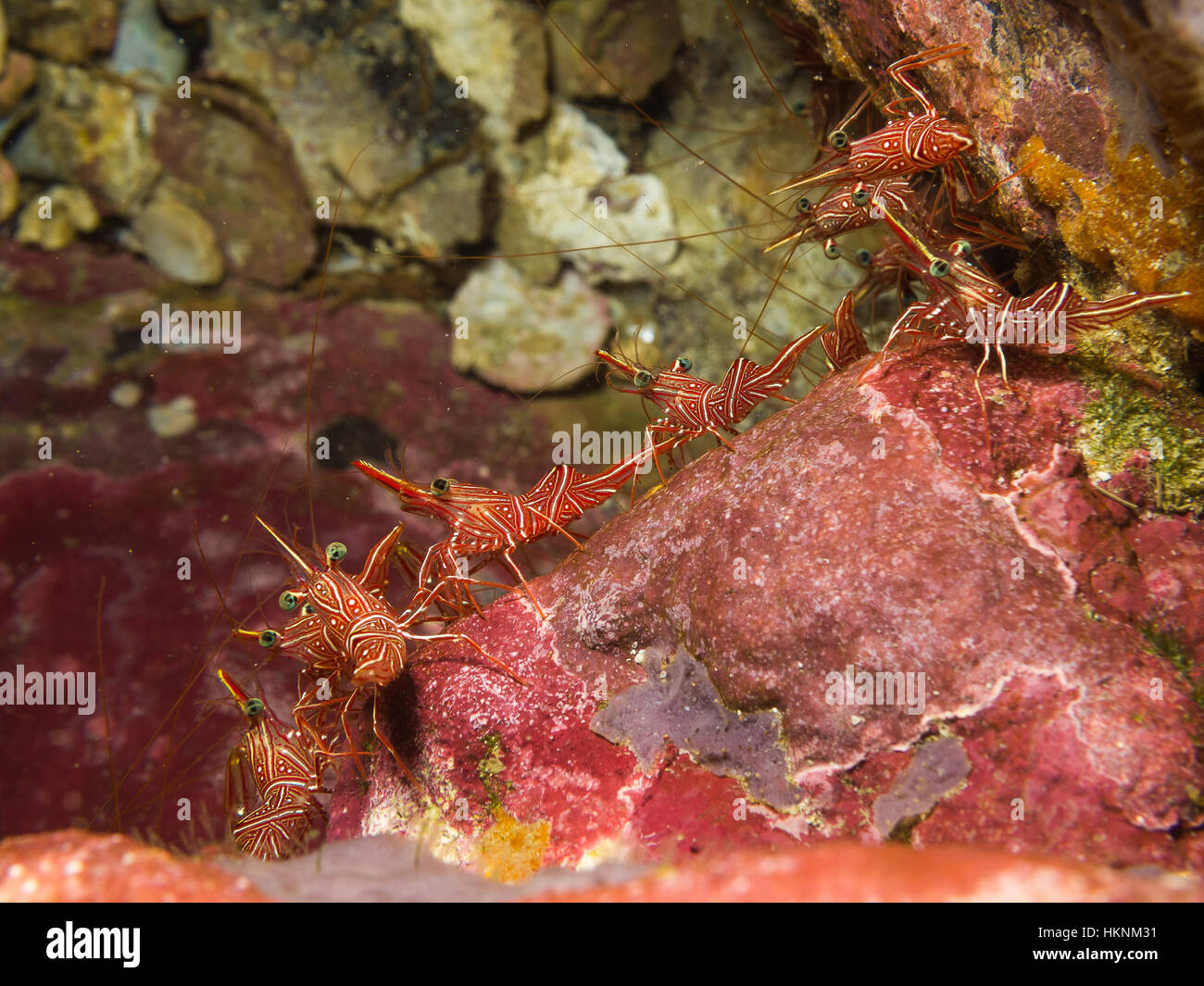 Underwater picture of Camel Shrimp (Rhynchocinetes durbanensis Stock ...